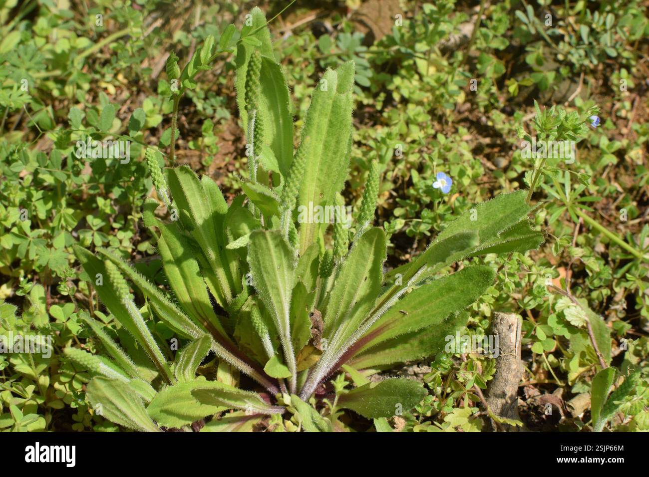 dwarf plantain (Plantago virginica), Plantae, 中国浙江省杭州市西湖区 Stock Photo ...