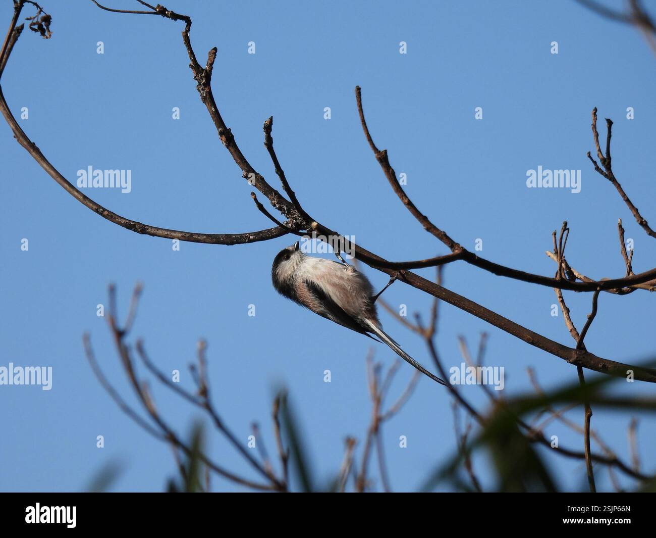 Honshu Long-tailed Tit (Aegithalos caudatus trivirgatus), Aves, Japan ...