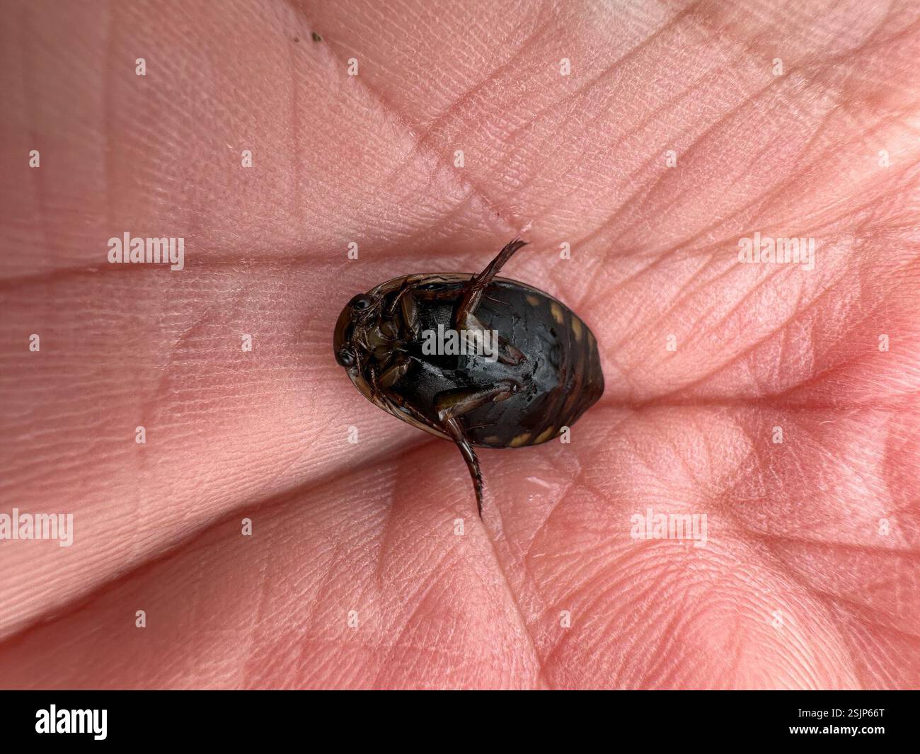 Small Flat Diving Beetles (Acilius), Insecta, Ohio, US, Found 3 at this ...