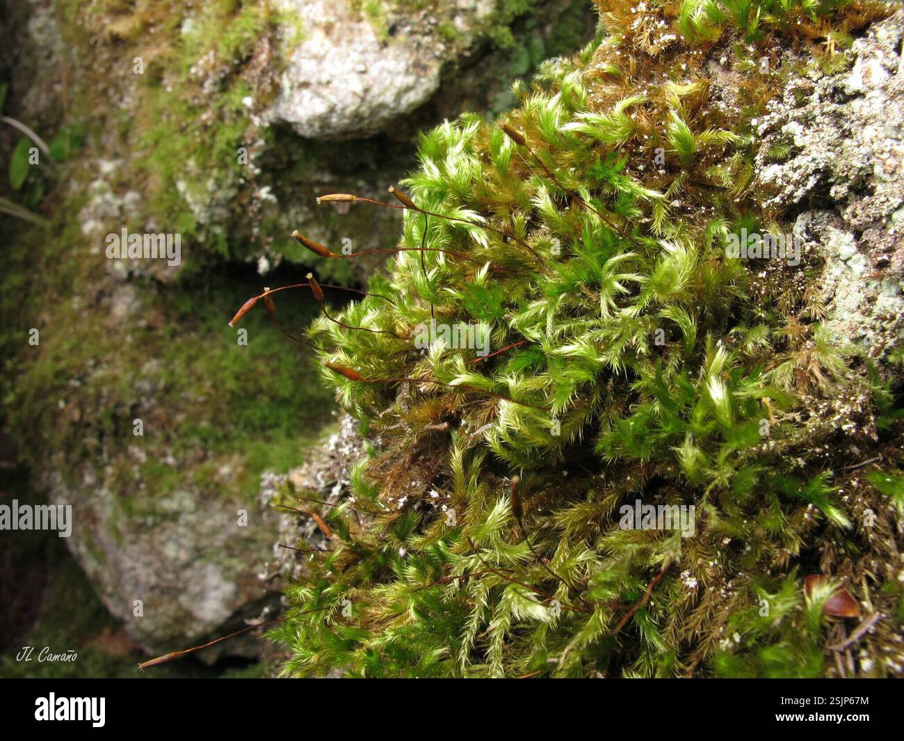 homalothecium mosses (Homalothecium), Plantae, Pontevedra, España, On ...