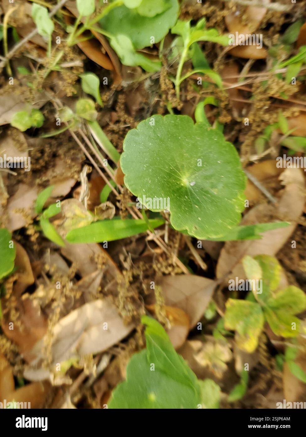 water pennyworts (Hydrocotyle), Plantae, Alachua, Florida, United ...