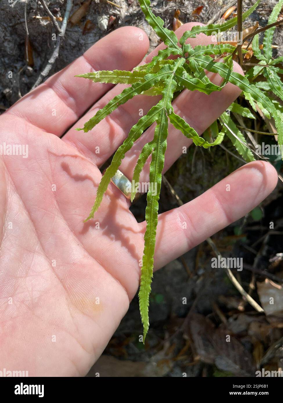 spider brake (Pteris multifida), Plantae, Wilkinson County, US-MS, US ...