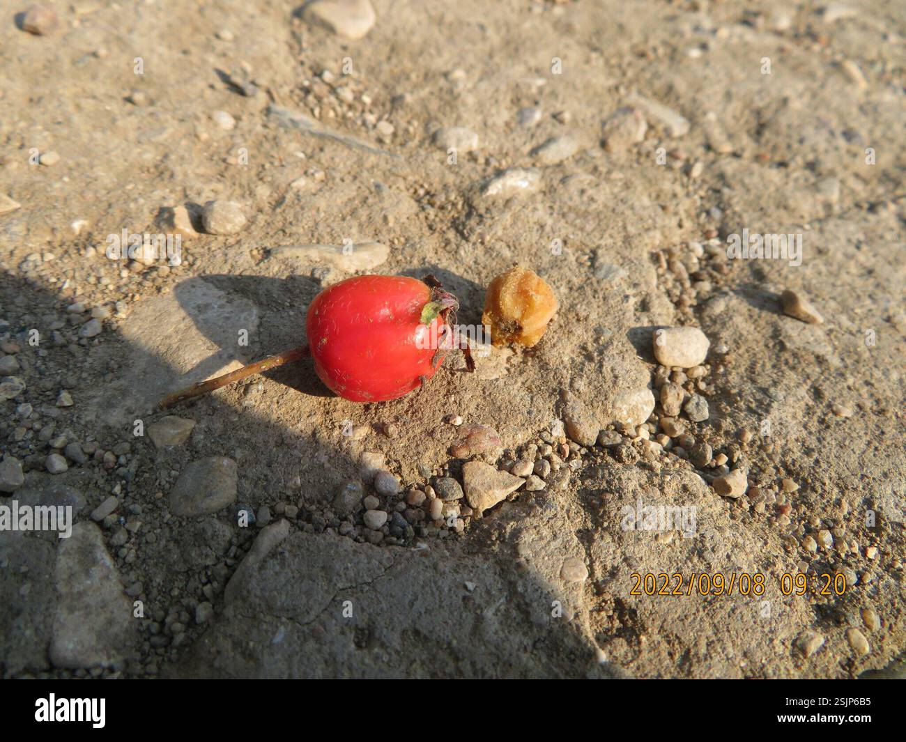 fireberry hawthorn (Crataegus chrysocarpa), Plantae, Wawken No. 93, SK ...