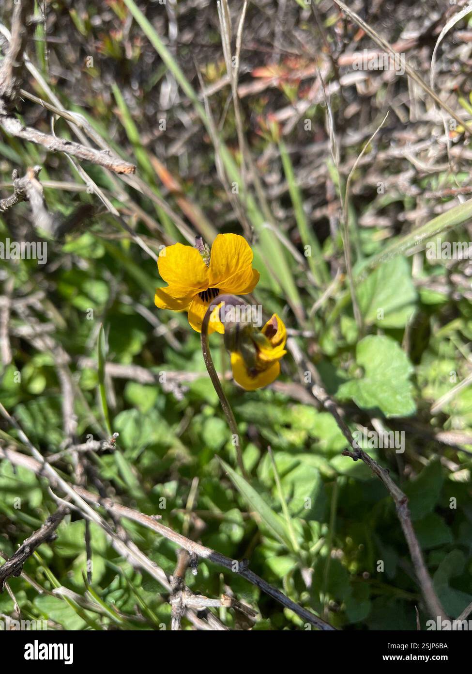 California Golden Violet (Viola pedunculata), Plantae, Pinnacles ...