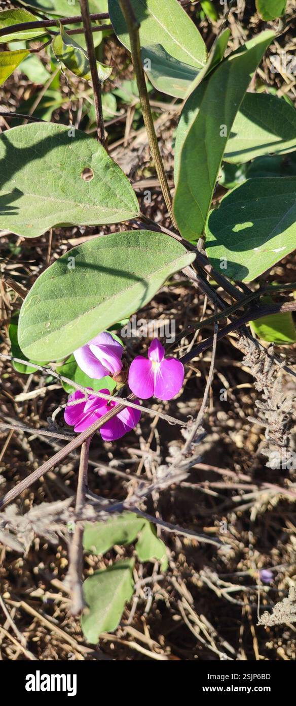 Beach Bean (Canavalia rosea), Plantae, MPG6+2W, Nuevo Vallarta, Nay ...