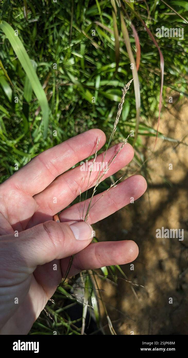 Smilo Grass (Oloptum miliaceum), Plantae, Los Angeles, CA, USA, Very ...
