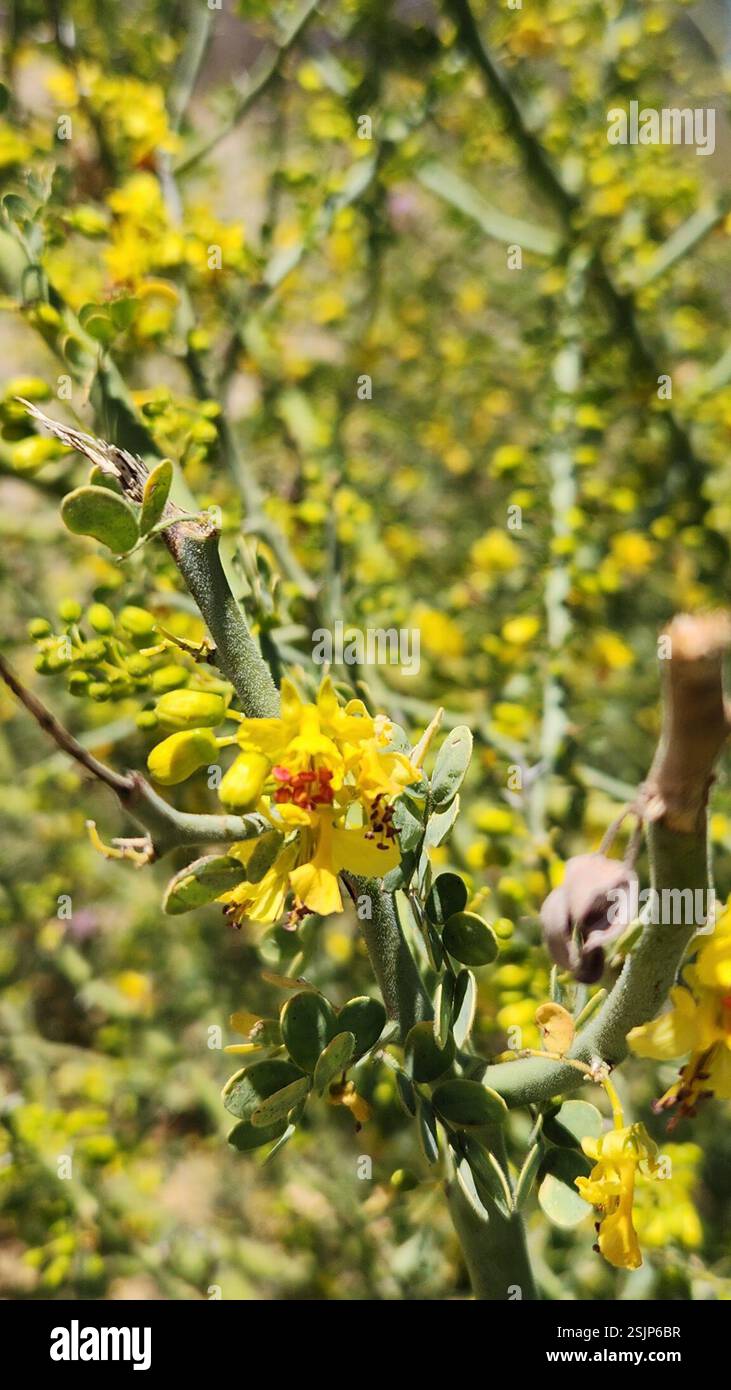 blue palo verde (Parkinsonia florida), Plantae, La Paz, MX-BS, MX Stock Photo - Alamy