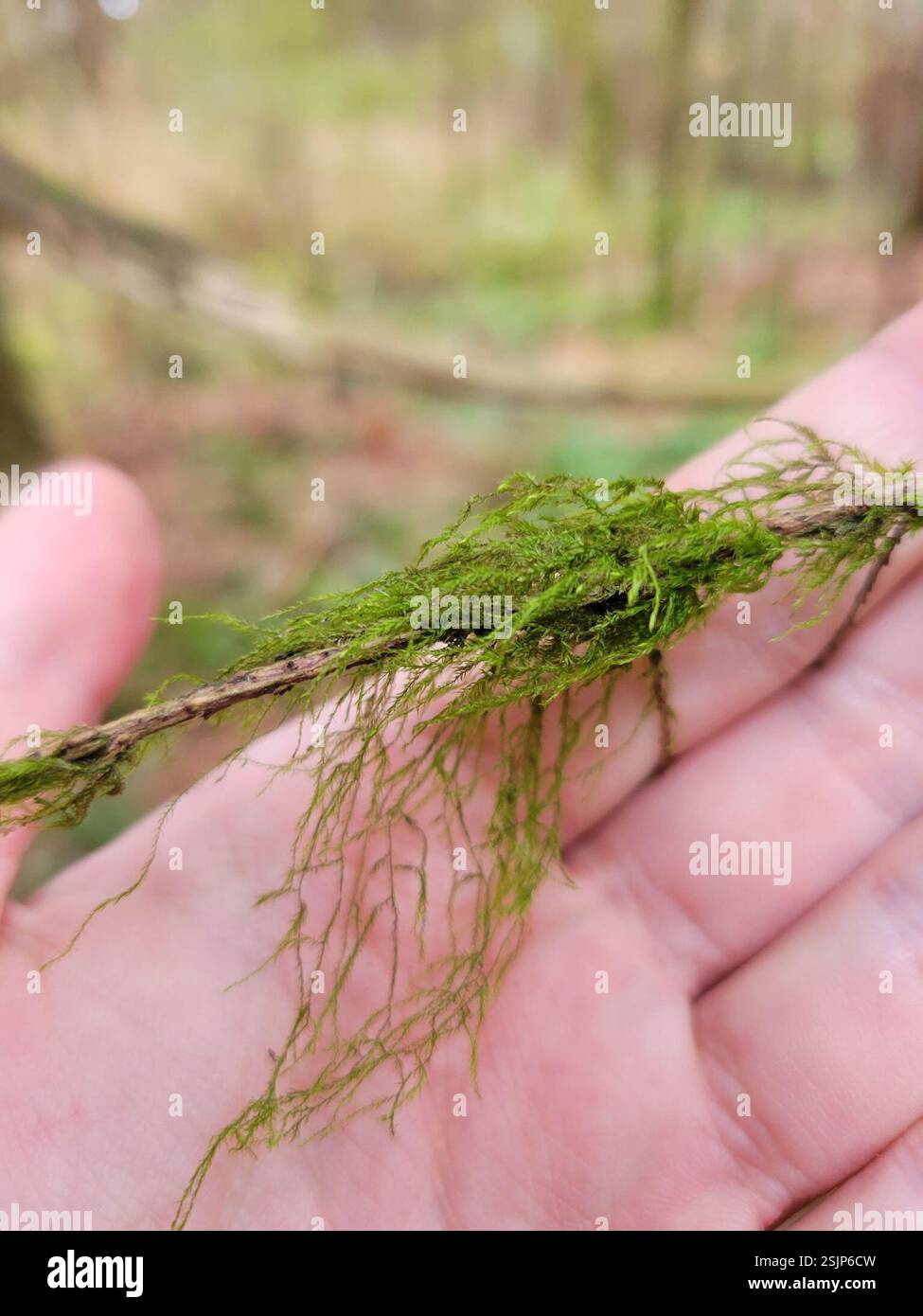 Cat's Tail Moss (Pseudisothecium stoloniferum), Plantae, West Vancouver ...
