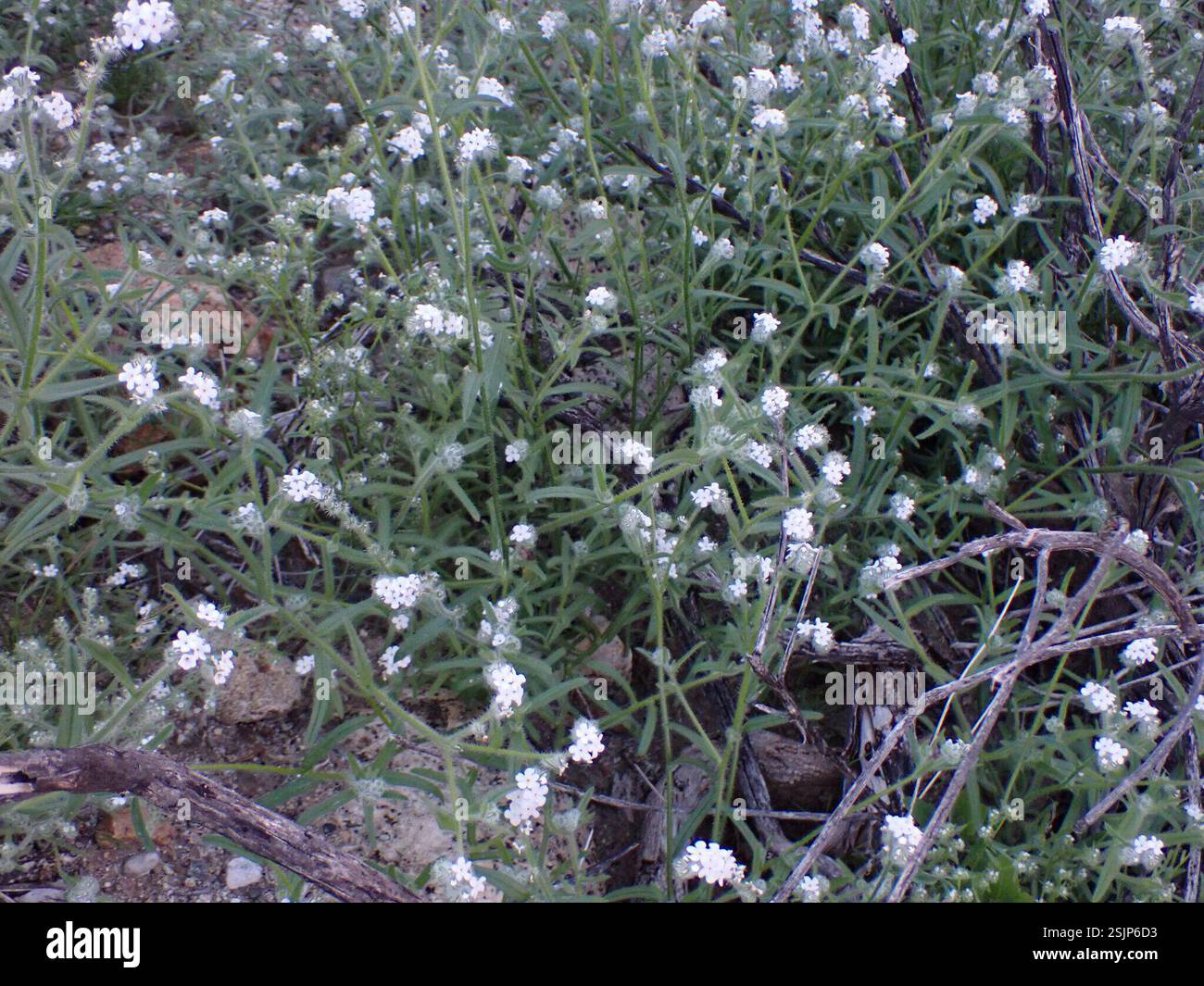 bearded cryptantha (Cryptantha barbigera), Plantae, Palm Springs, CA ...