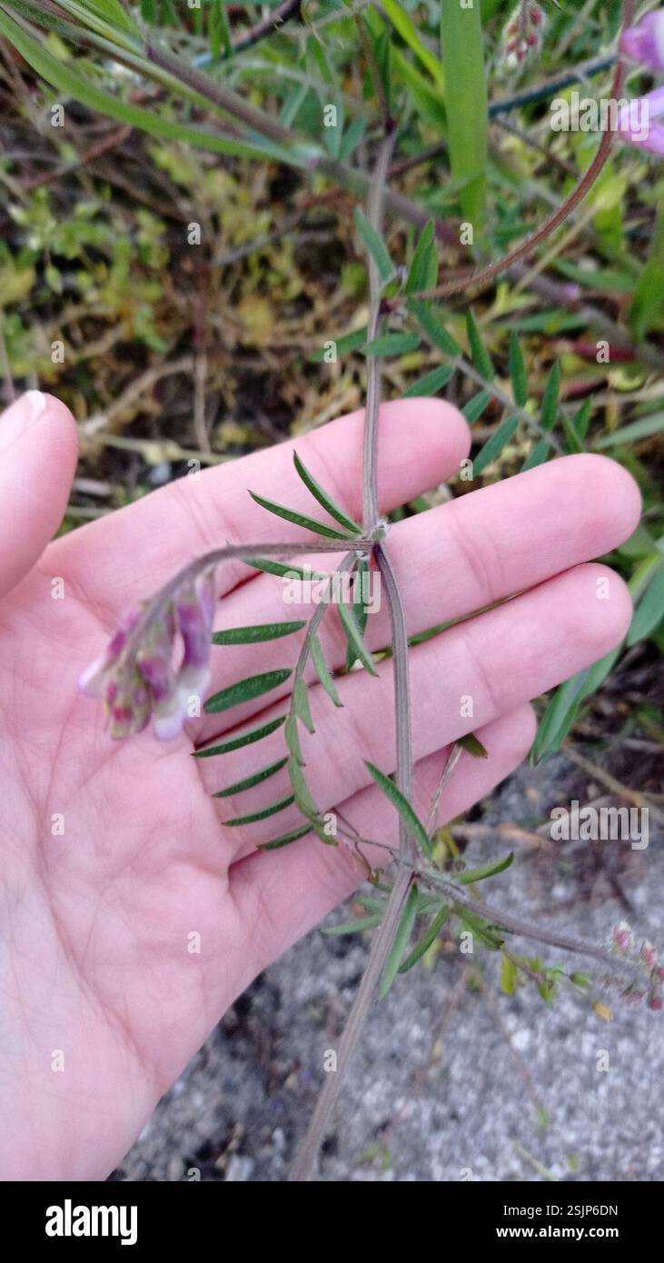 Vetches (Vicia), Plantae, 45014 Contarina RO, Italia Stock Photo - Alamy