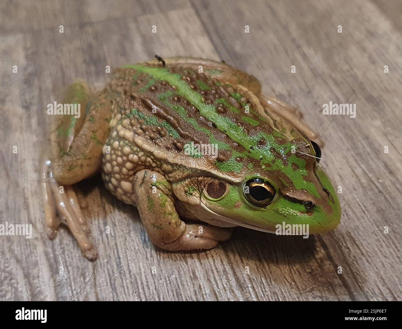 Southern Bell Frog (Ranoidea raniformis), Amphibia, Mākara, Wellington ...