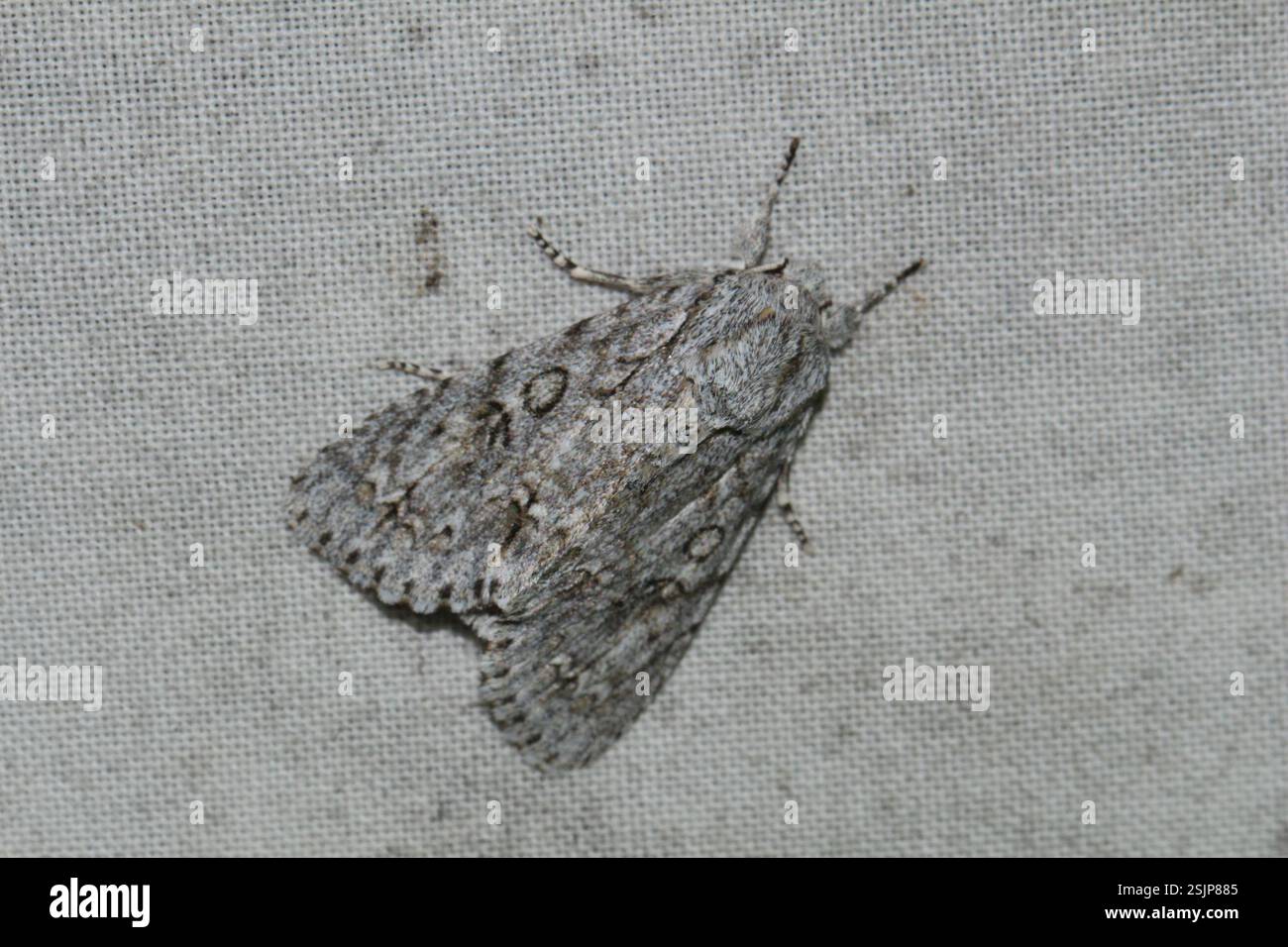 Sycamore Moth (Acronicta aceris), Insecta, 8400 Ebeltoft, Danmark Stock ...