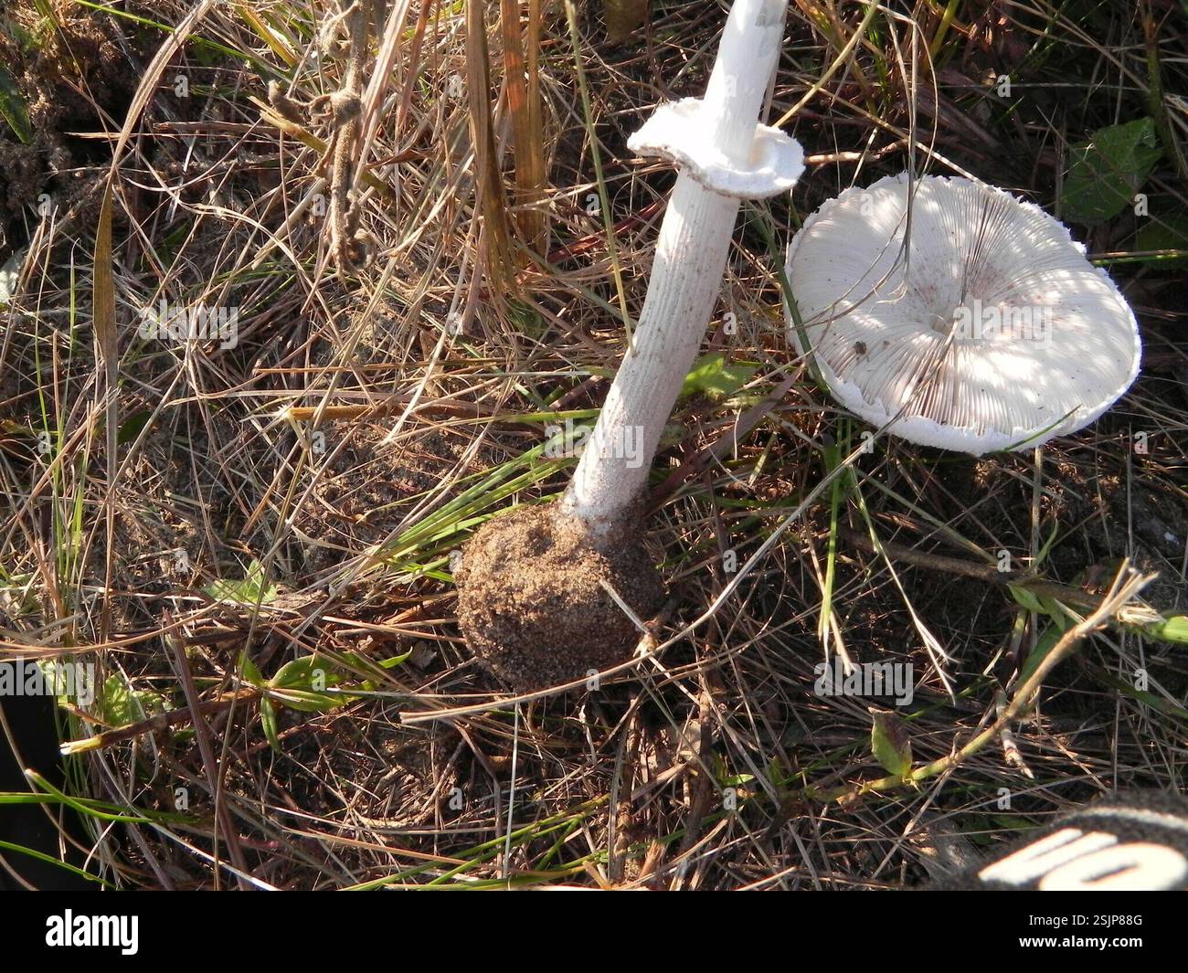 White parasol (Macrolepiota zeyheri), Fungi, uMkhanyakude District ...