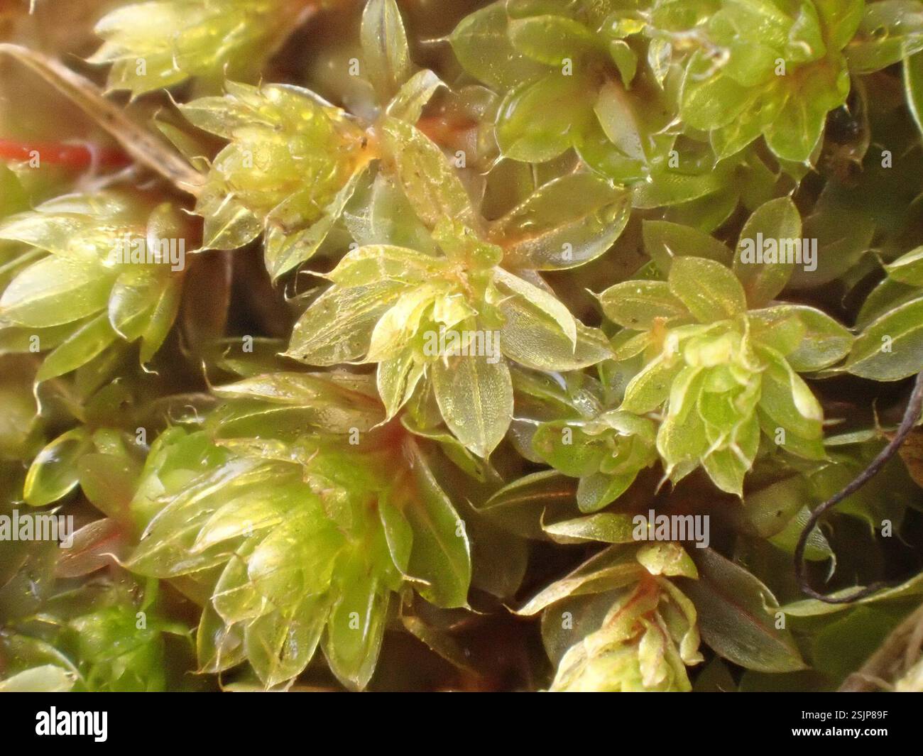 Capillary Thread-moss (Ptychostomum capillare), Plantae, Opperstok ...