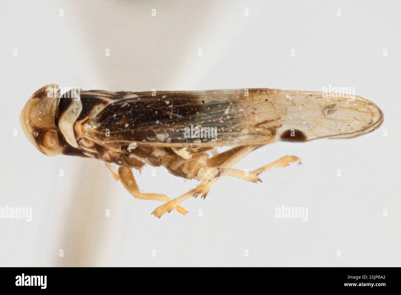 (Haplaxius mokos), Insecta, 3234+W93, Pilaló, Ecuador, photographs ...