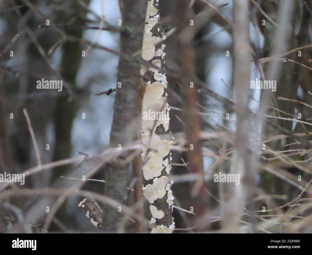 Milk-white Toothed Polypore (Irpex lacteus), Fungi, Waukesha County, WI ...