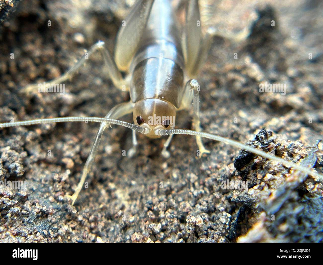 California Camel Cricket (Ceuthophilus californianus), Insecta, Pecho ...