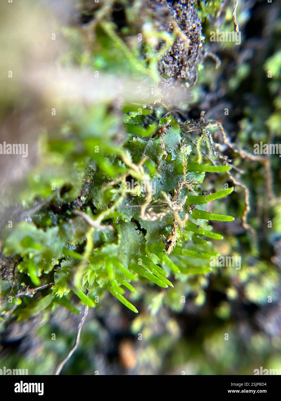 hornworts (Anthocerotophyta), Plantae, Monaña de Oro State Park, Los ...