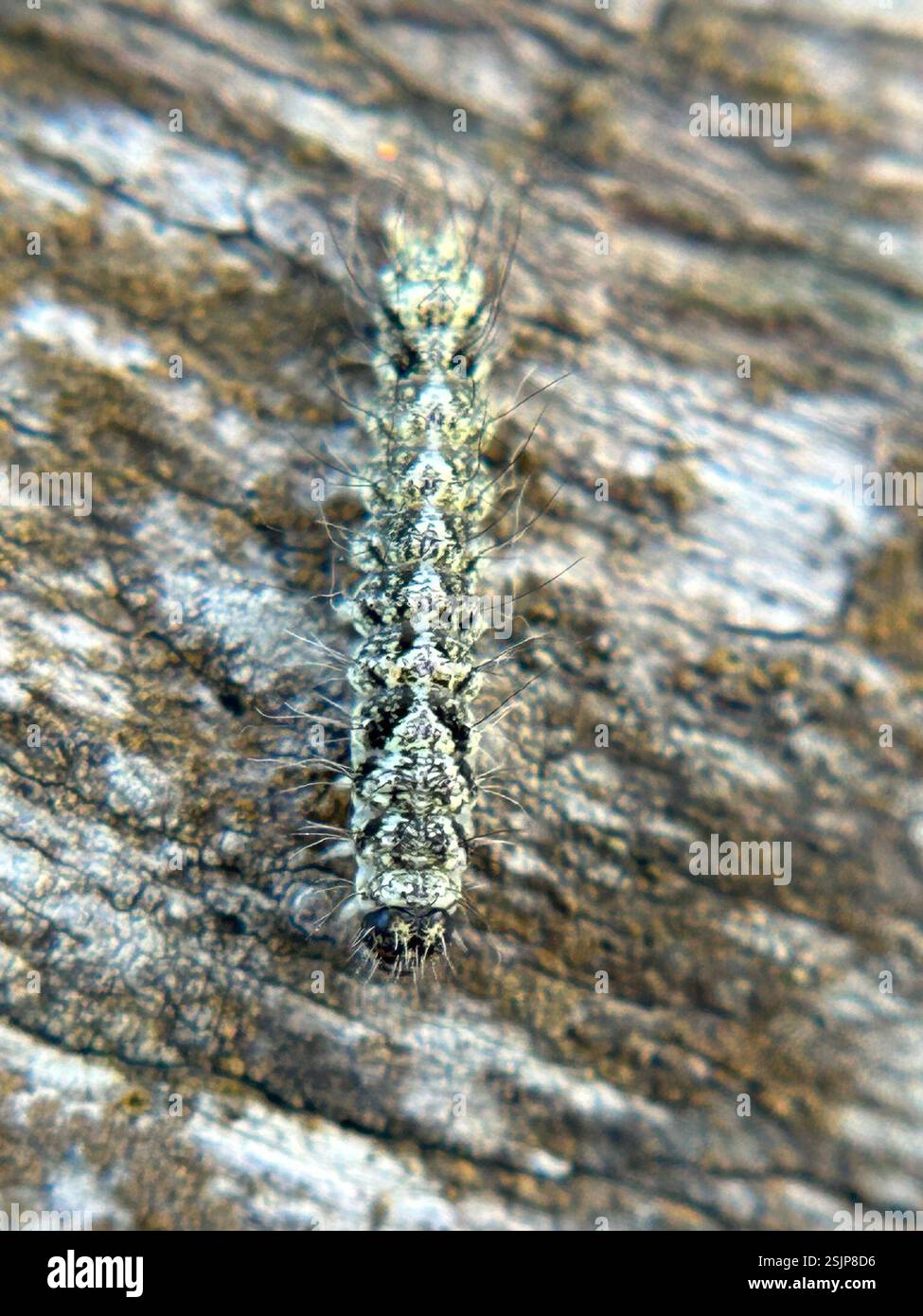 Lichen Moths (Lithosiini), Insecta, Pecho Rd, Los Osos, CA, US Stock ...