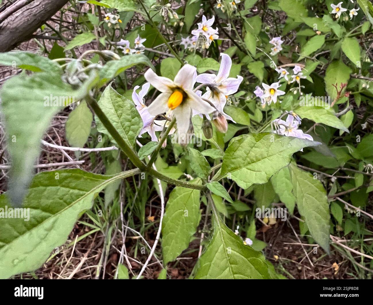 greenspot nightshade (Solanum douglasii), Plantae, Anaheim Hills ...