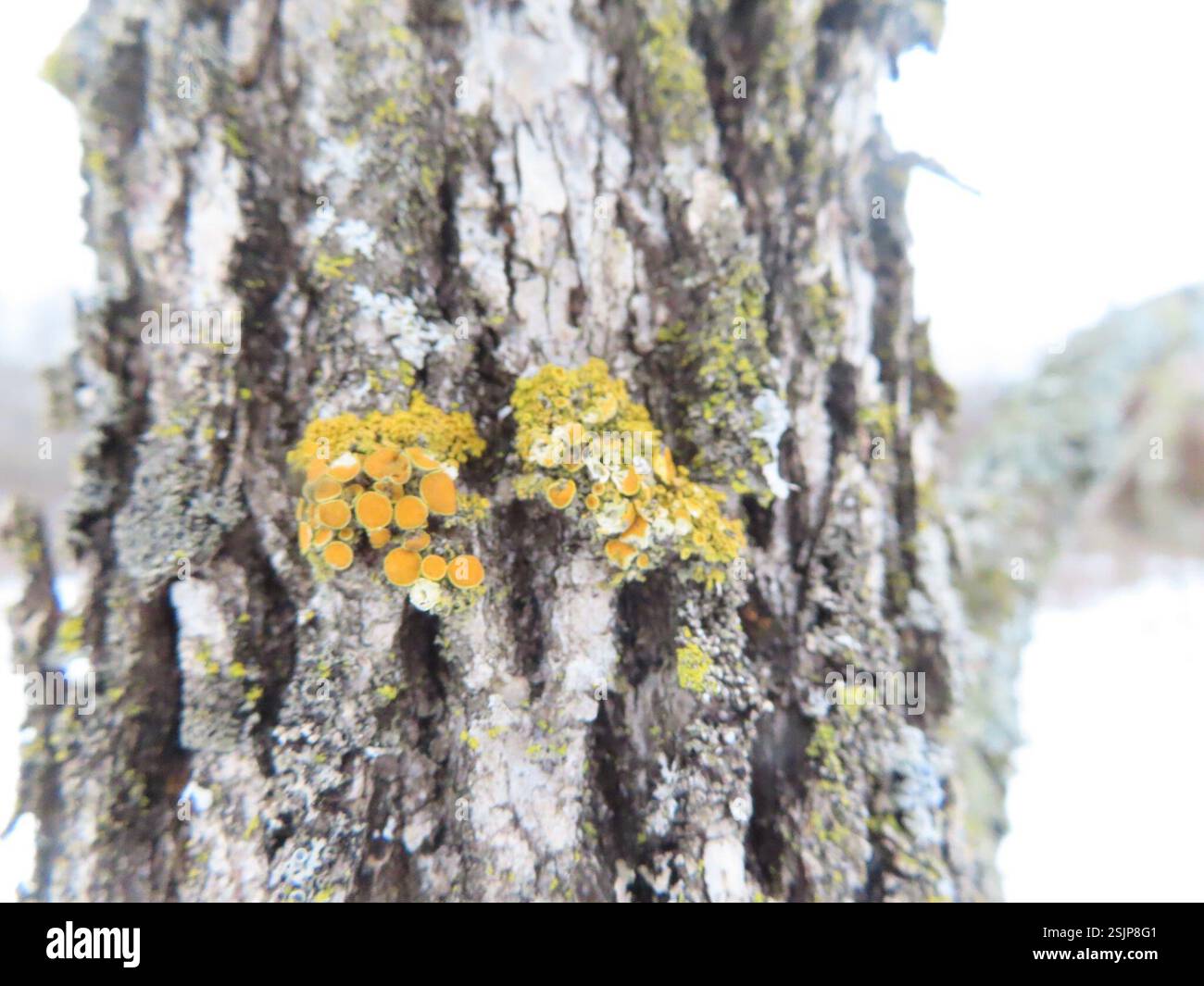 Golden-eye Lichen (Teloschistes chrysophthalmus), Fungi, Waukesha ...