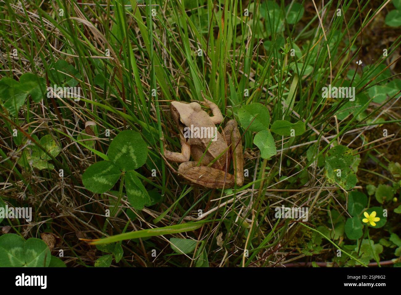 Pond Frogs (Rana), Amphibia, 中国贵州省黔南布依族苗族自治州龙里县 Stock Photo - Alamy