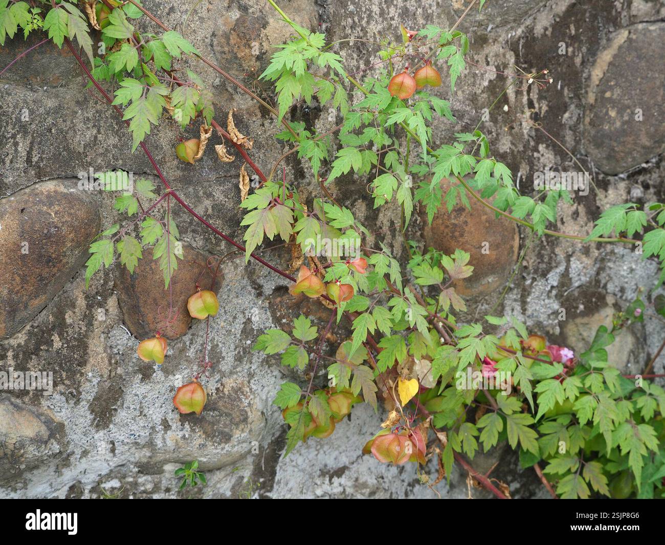 Lesser Balloon Vine (Cardiospermum halicacabum), Plantae, 台灣雲林縣 Stock ...