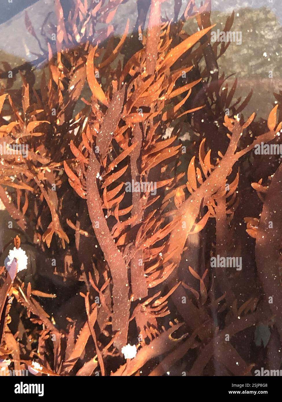 (Prionitis lanceolata), Plantae, San Mateo, Golden Gate National ...