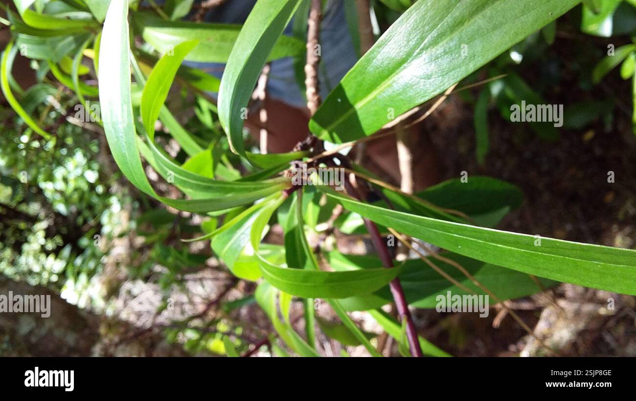 Kirk's tree daisy (Brachyglottis kirkii), Plantae, Whenuakite, New ...