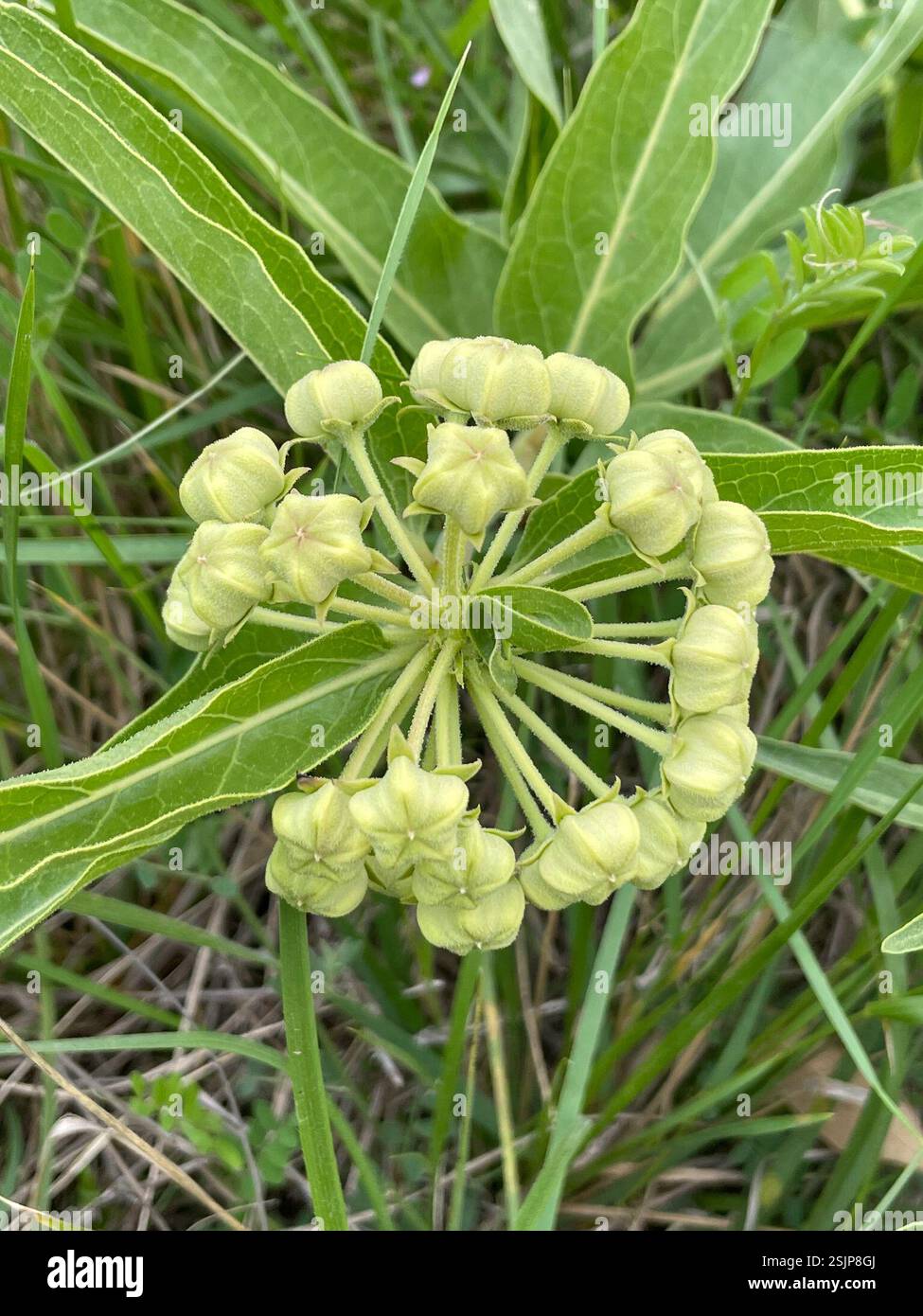 Antelopehorn Milkweed (Asclepias asperula), Plantae, Lady Bird Johnson ...