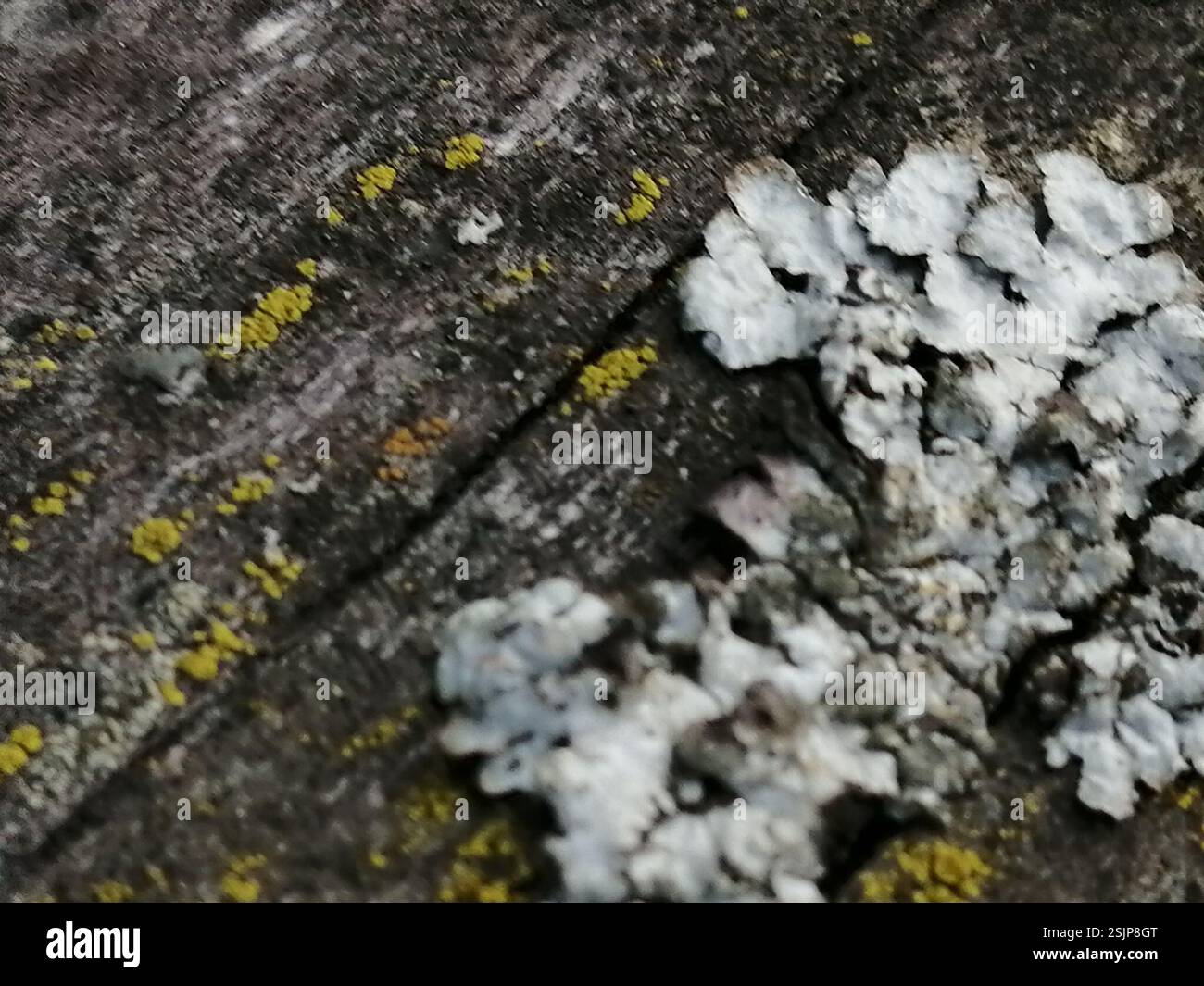 shield lichens (Parmelia), Fungi, Октябрьский, Иркутская обл., Россия ...