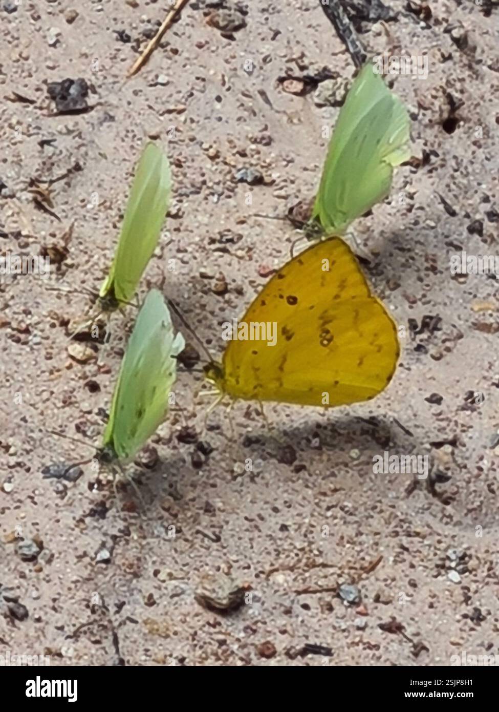 Statira Sulphur (Phoebis statira), Insecta, Kwakoegron, Suriname Stock ...