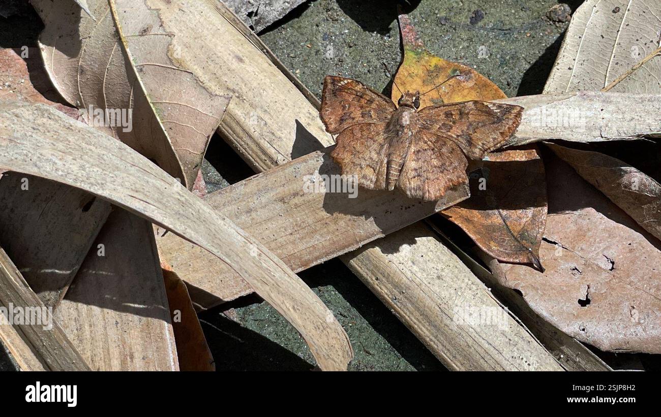 Common Spurwing (Antigonus erosus), Insecta, Calle los Muertos ...