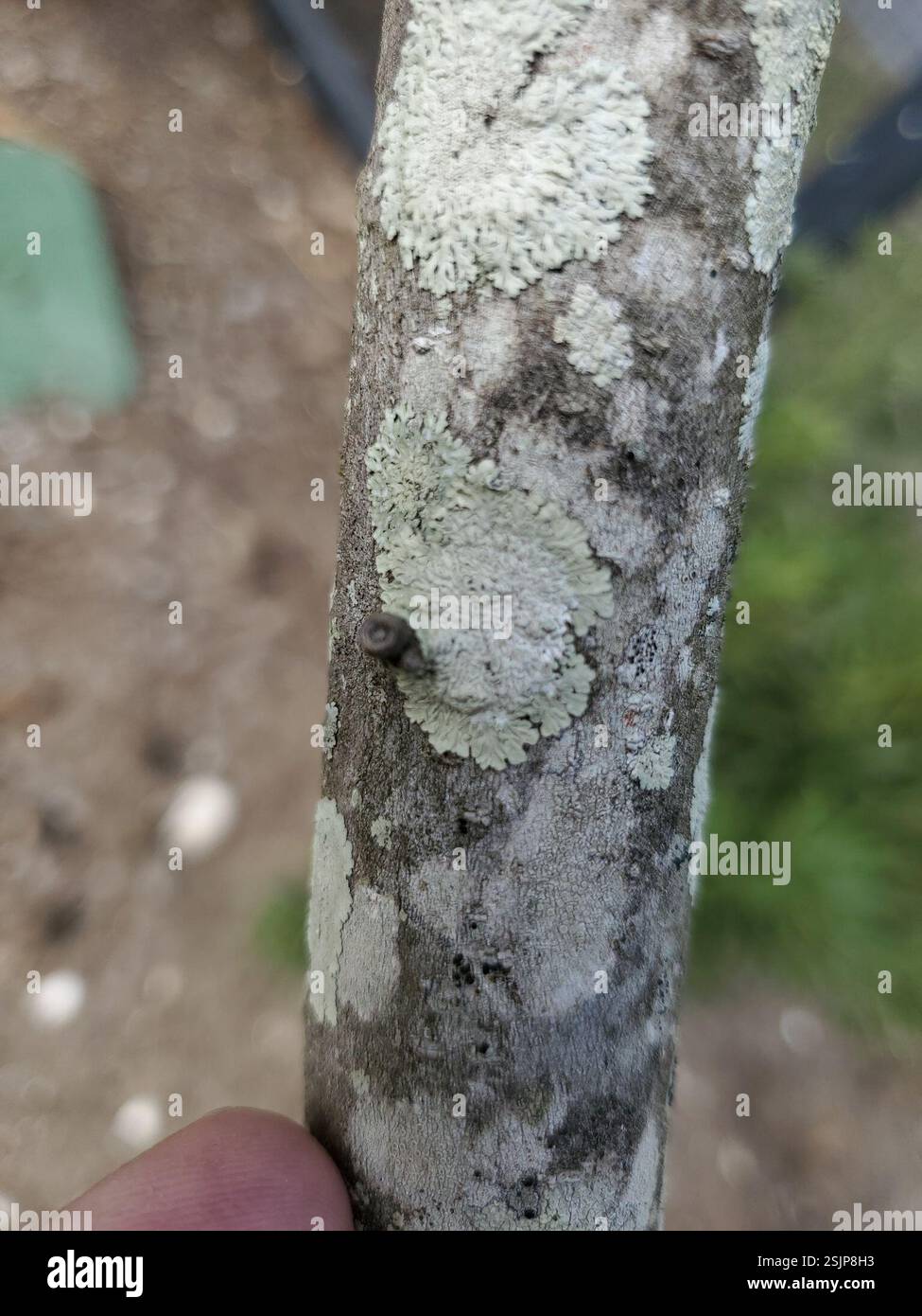 common lichens (Lecanoromycetes), Fungi, Charleston, South Carolina ...