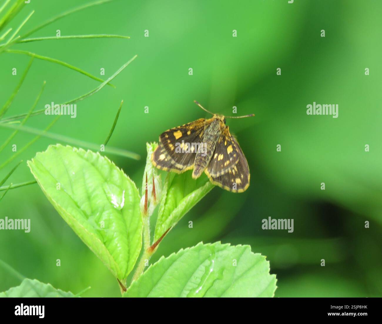 Common Bush Hopper (Ampittia dioscorides), Insecta, Kawkareik, Female ...