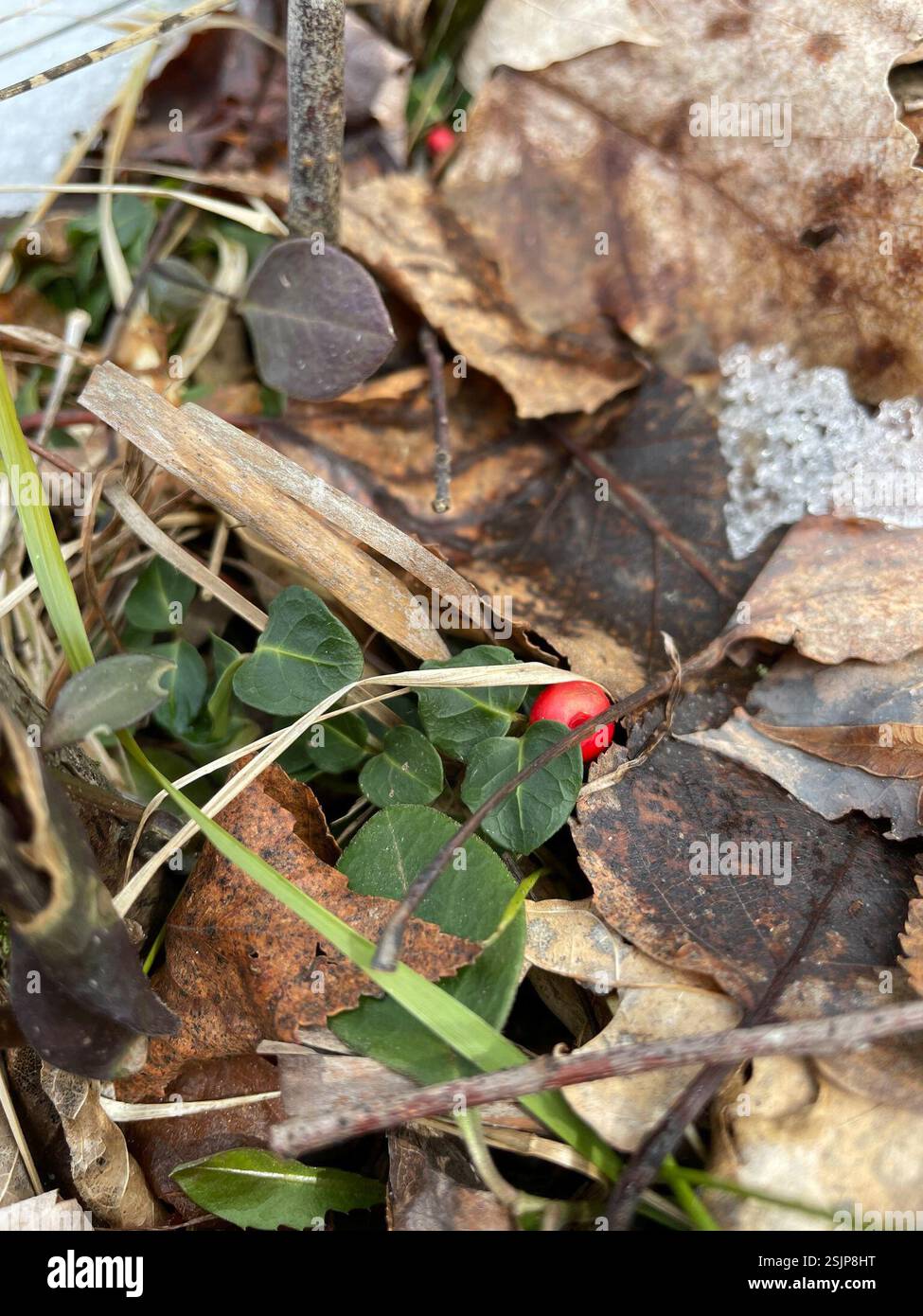 partridgeberry (Mitchella repens), Plantae, MacGregor Point Provincial ...