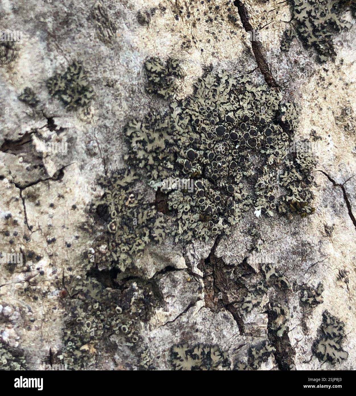 wreath lichens (Phaeophyscia), Fungi, Indian Point Provincial Park ...