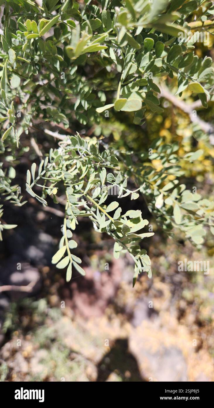 desert ironwood (Olneya tesota), Plantae, Loreto, MX-BS, MX Stock Photo ...