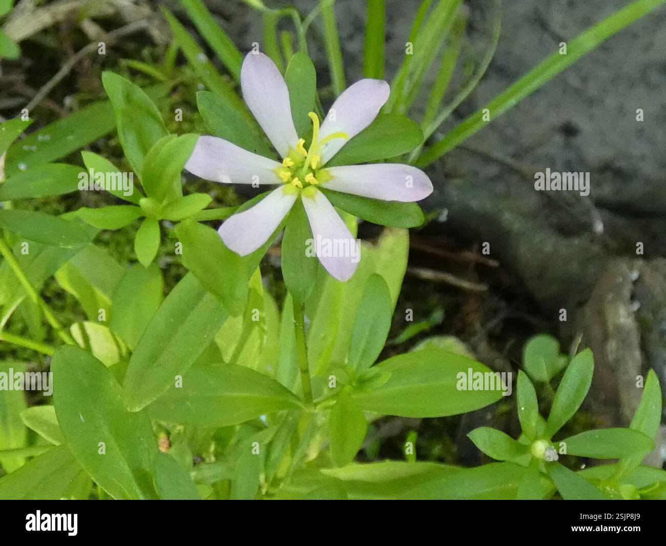 Coastal Rose Gentian (Sabatia calycina), Plantae, Fish Creek Ramp ...