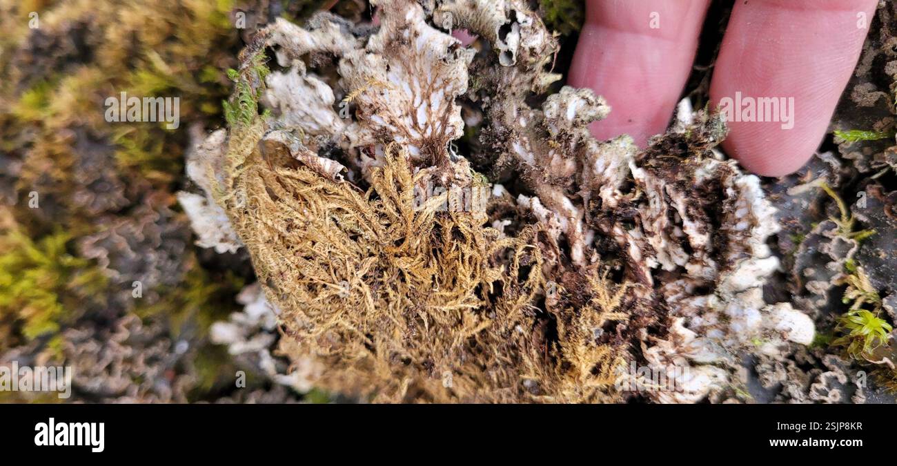 tree pelt lichen (Peltigera collina), Fungi, Nelson, BC V1L 7A9, Canada ...