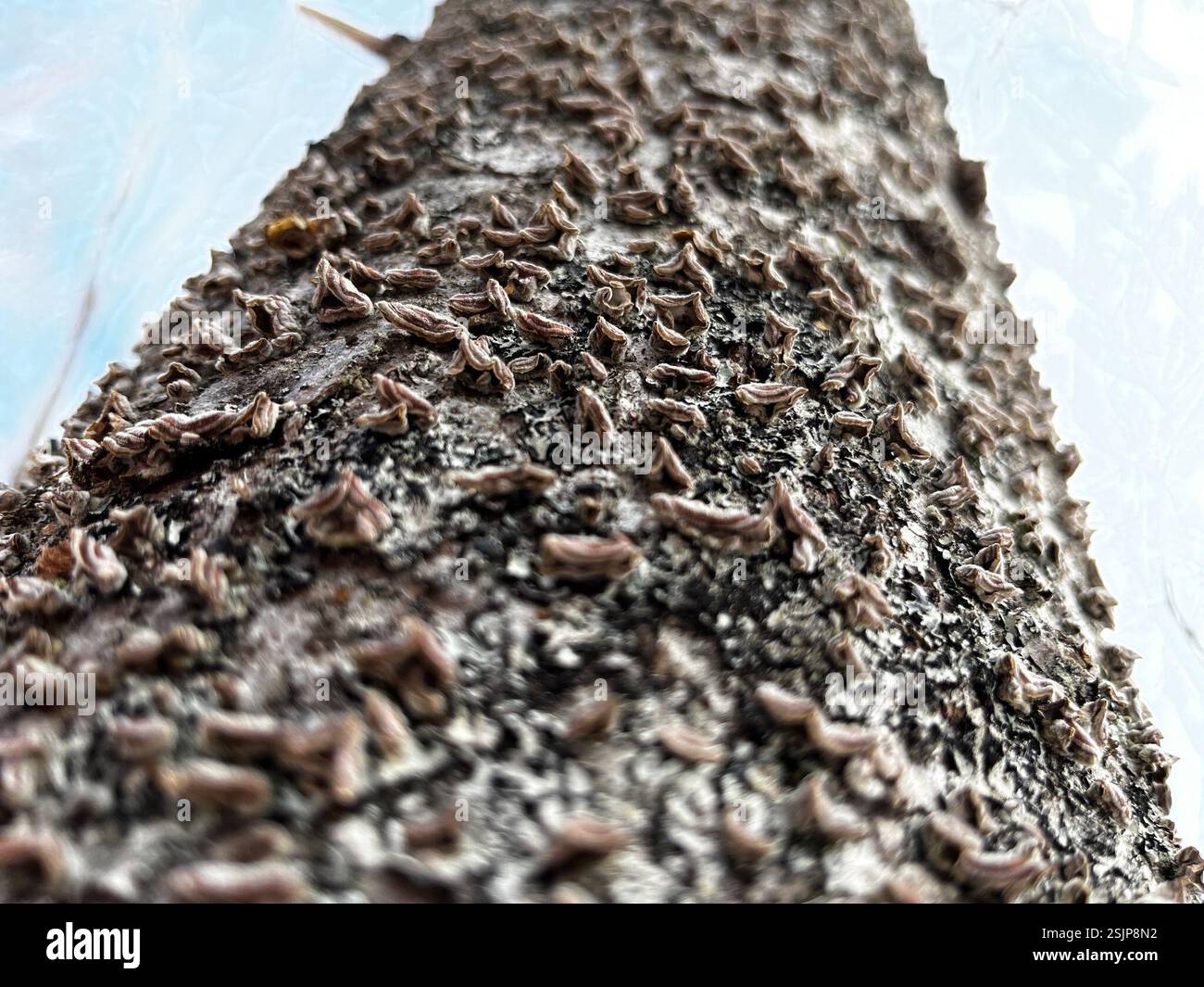 Purplepore Bracket (Trichaptum abietinum), Fungi, Cape Breton Island ...