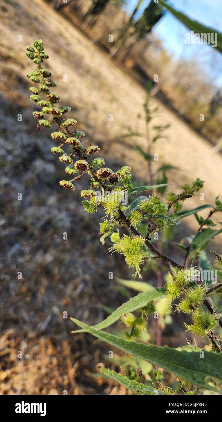 Big Bursage (Ambrosia ambrosioides), Plantae, La Paz, MX-BS, MX Stock ...