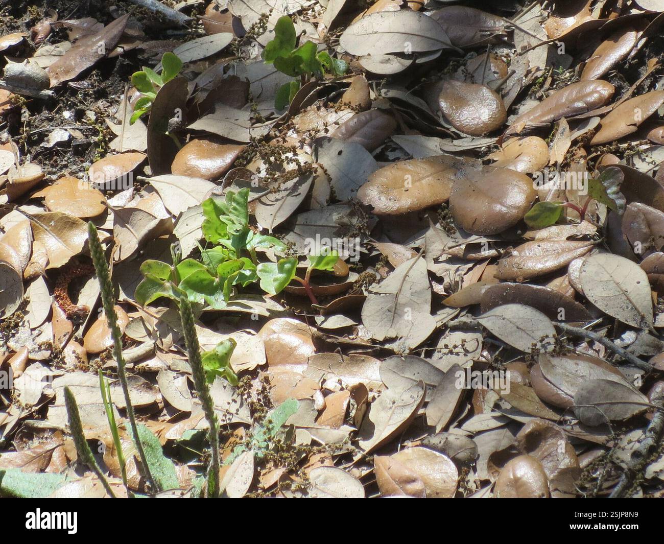 Grasshoppers (Acrididea), Insecta, Savannah, GA, USA Stock Photo - Alamy