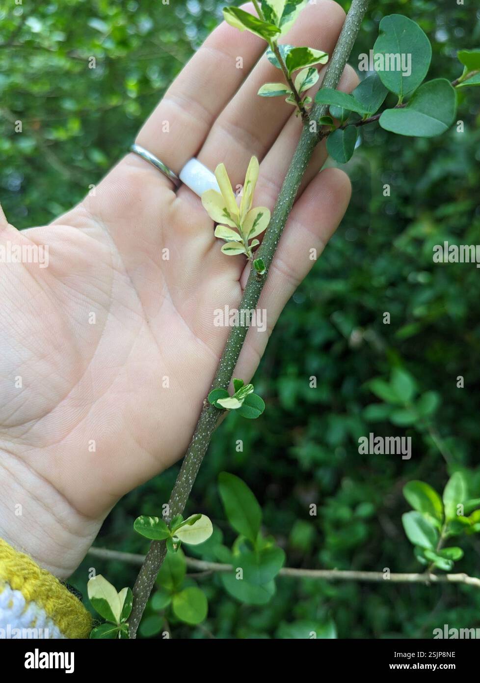Chinese privet (Ligustrum sinense), Plantae, Phillips-Winters Apts ...