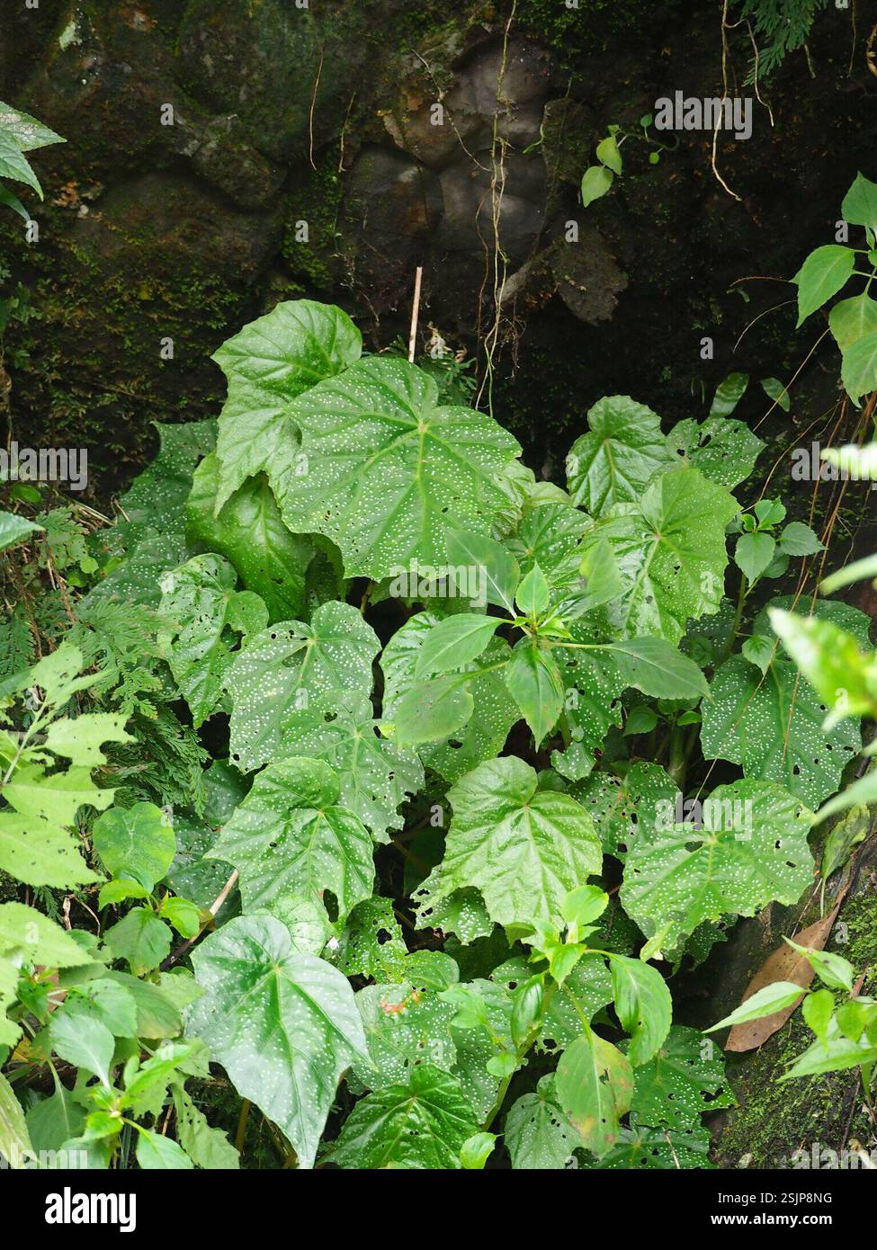 Formosana begonia (Begonia formosana), Plantae, 台灣台北 Stock Photo - Alamy