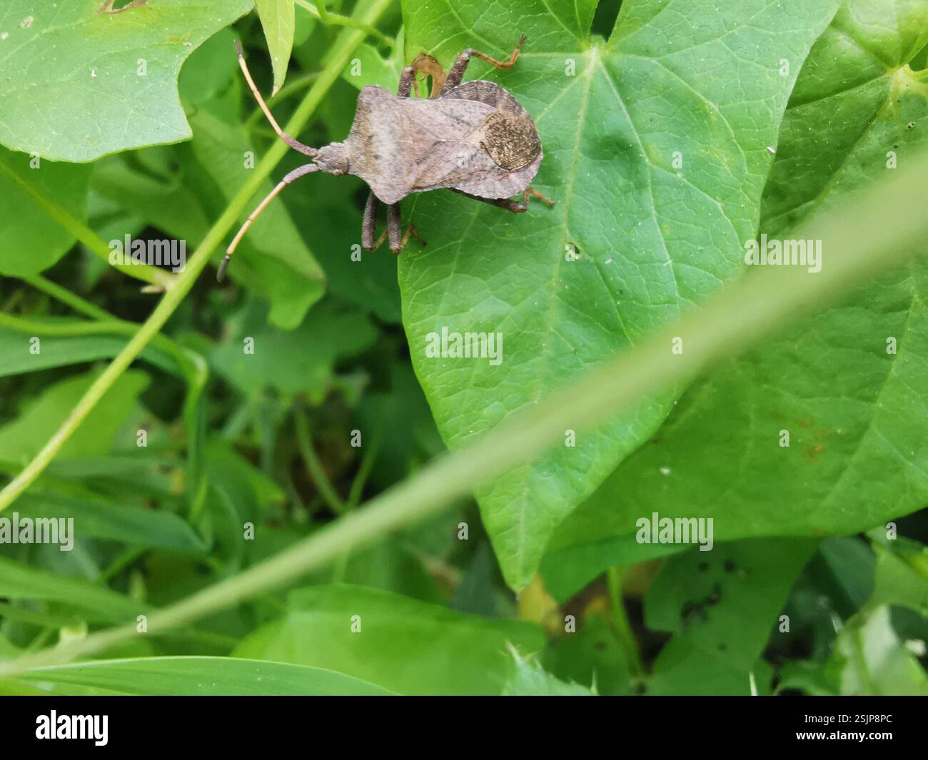 Dock Bug (Coreus marginatus), Insecta, Wieleń, Polska Stock Photo - Alamy