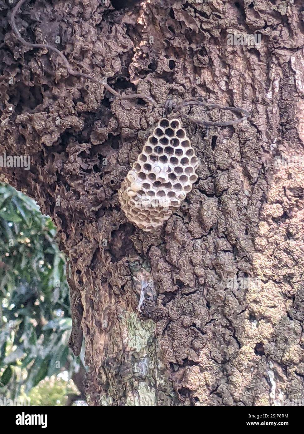 Paper Wasps (Polistinae), Insecta, Moca, Dominican Republic Stock Photo ...