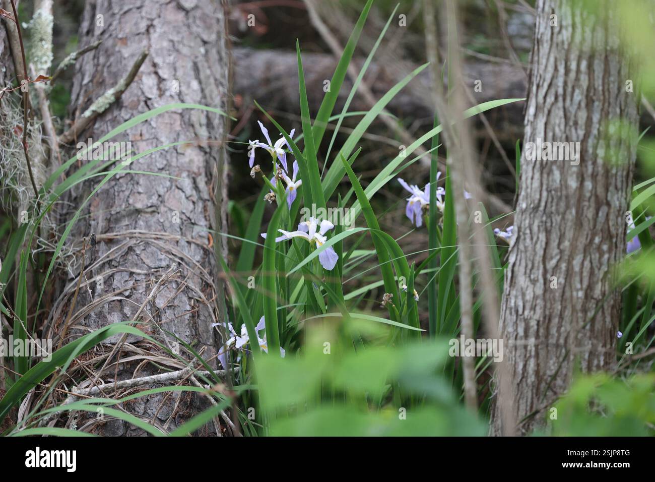 southern blue flag (Iris virginica), Plantae, Calcasieu Parish, LA, USA ...