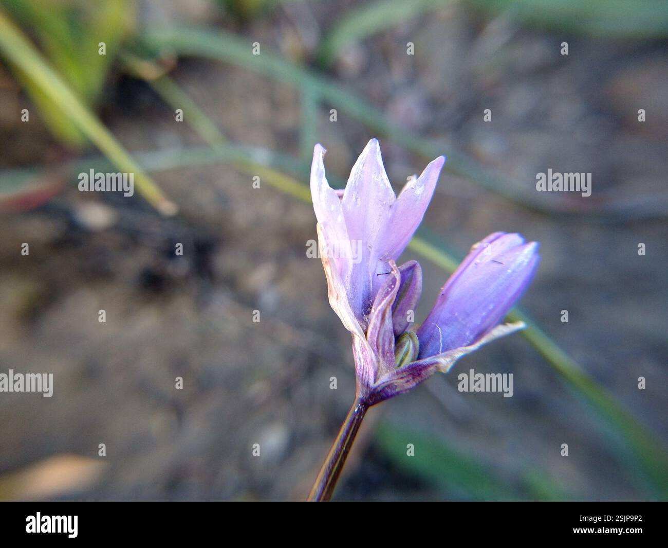 Blue Dicks (Dipterostemon capitatus), Plantae, Knights Ferry, CA, US ...