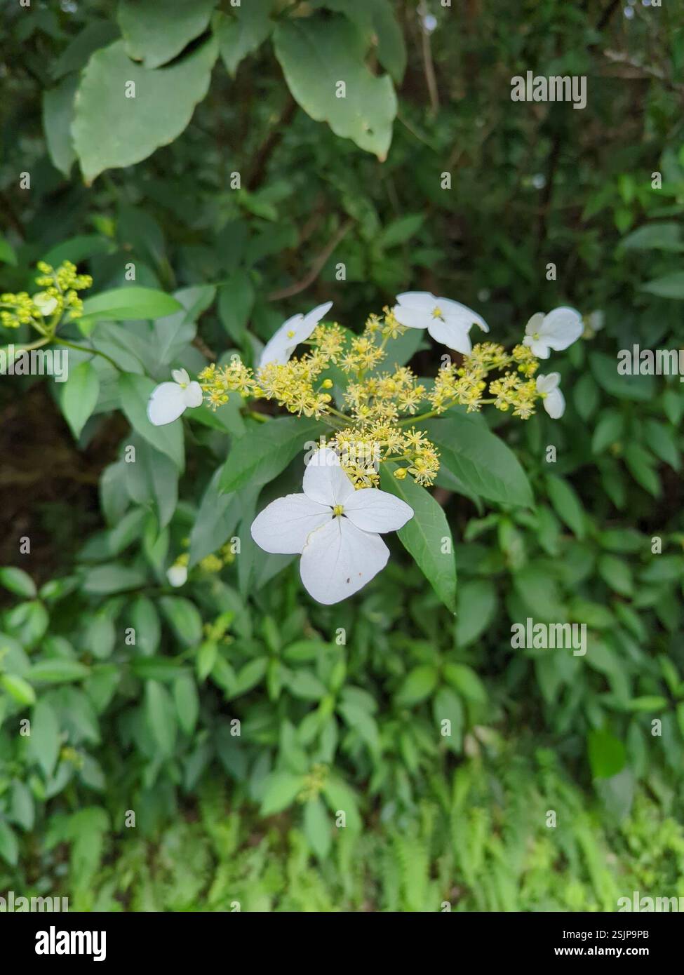 Chinese Hydrangea (Hydrangea chinensis), Plantae, 石門區 Stock Photo - Alamy